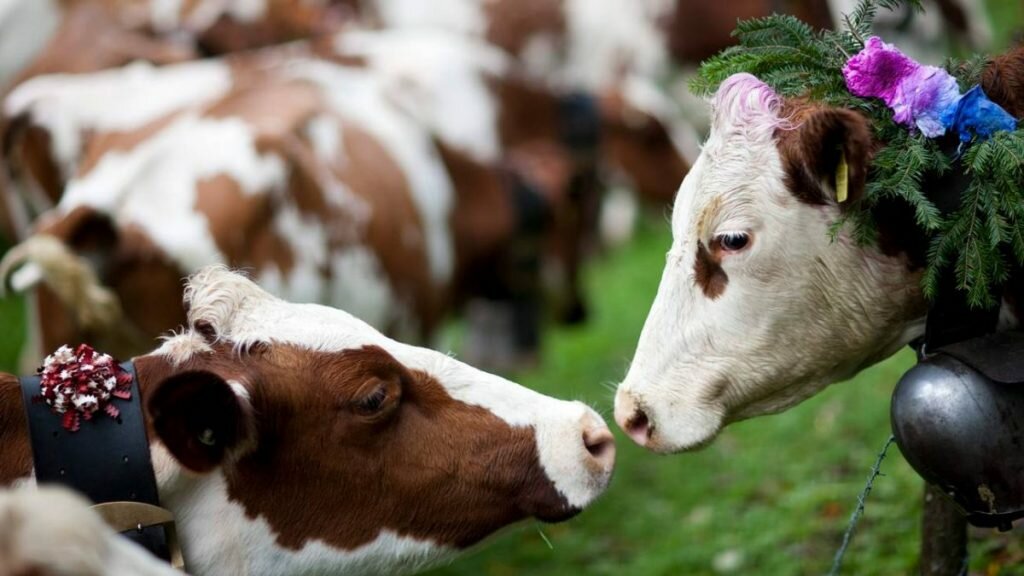 'Adote uma vaca', a campanha para salvar produtores no norte da Itália